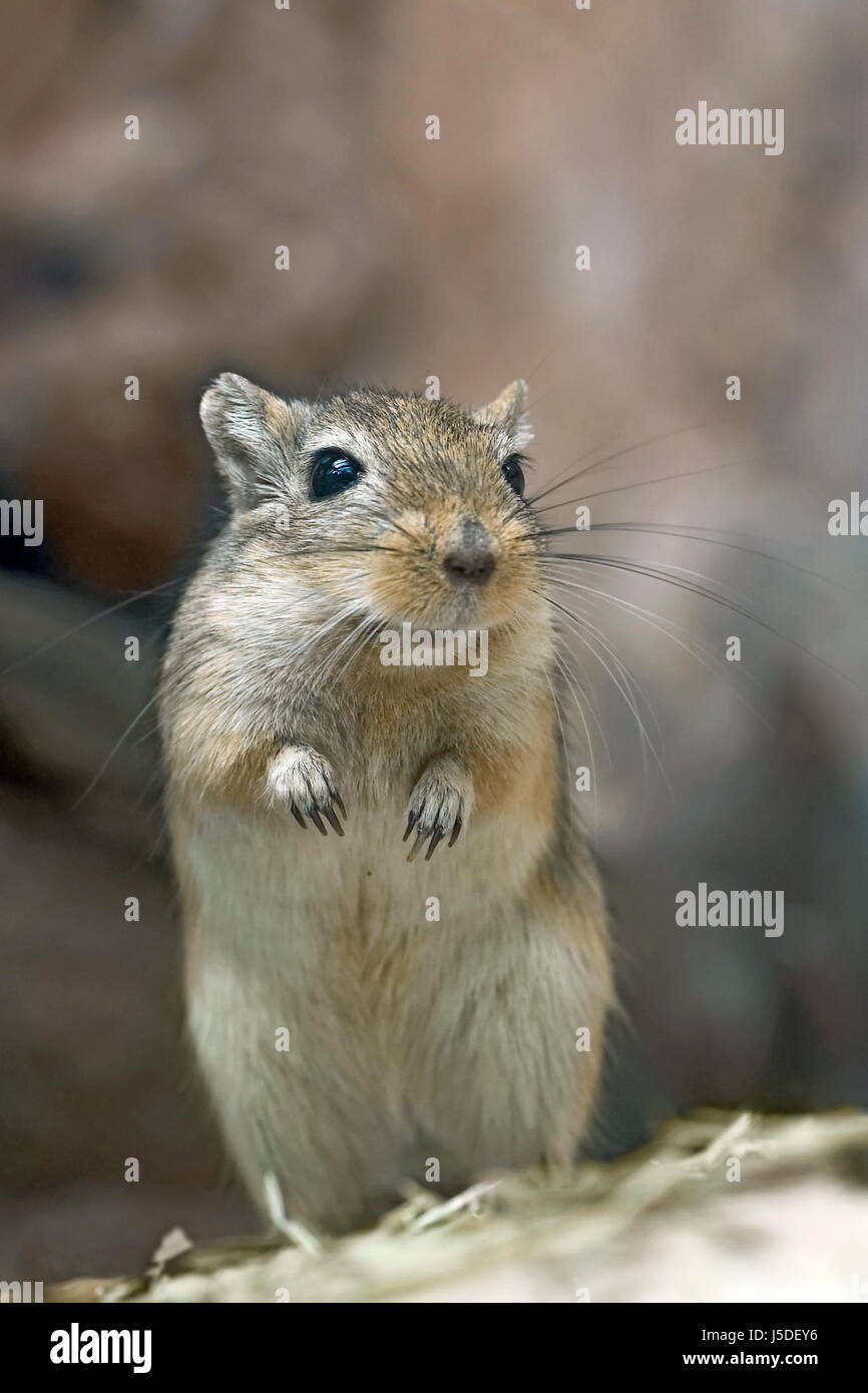 Grey gerbil Banque de photographies et d’images à haute résolution - Alamy