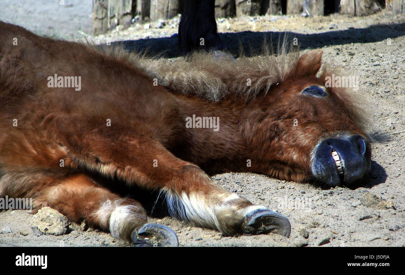 La mort des animaux chevaux du carrousel des dents de mammifères marins ...