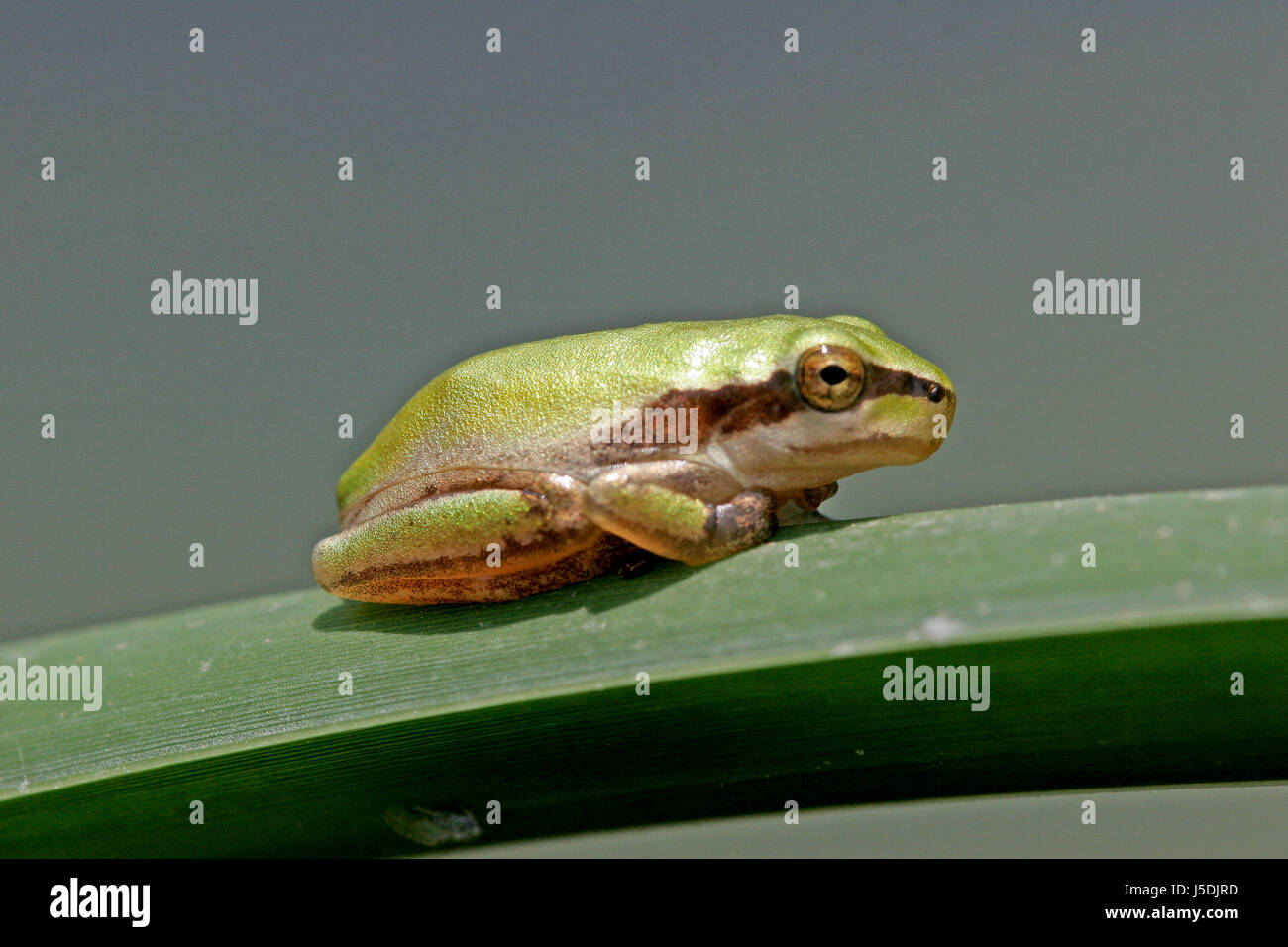Reed vert minuscule petite grenouille amphibiens court jeune animal ...