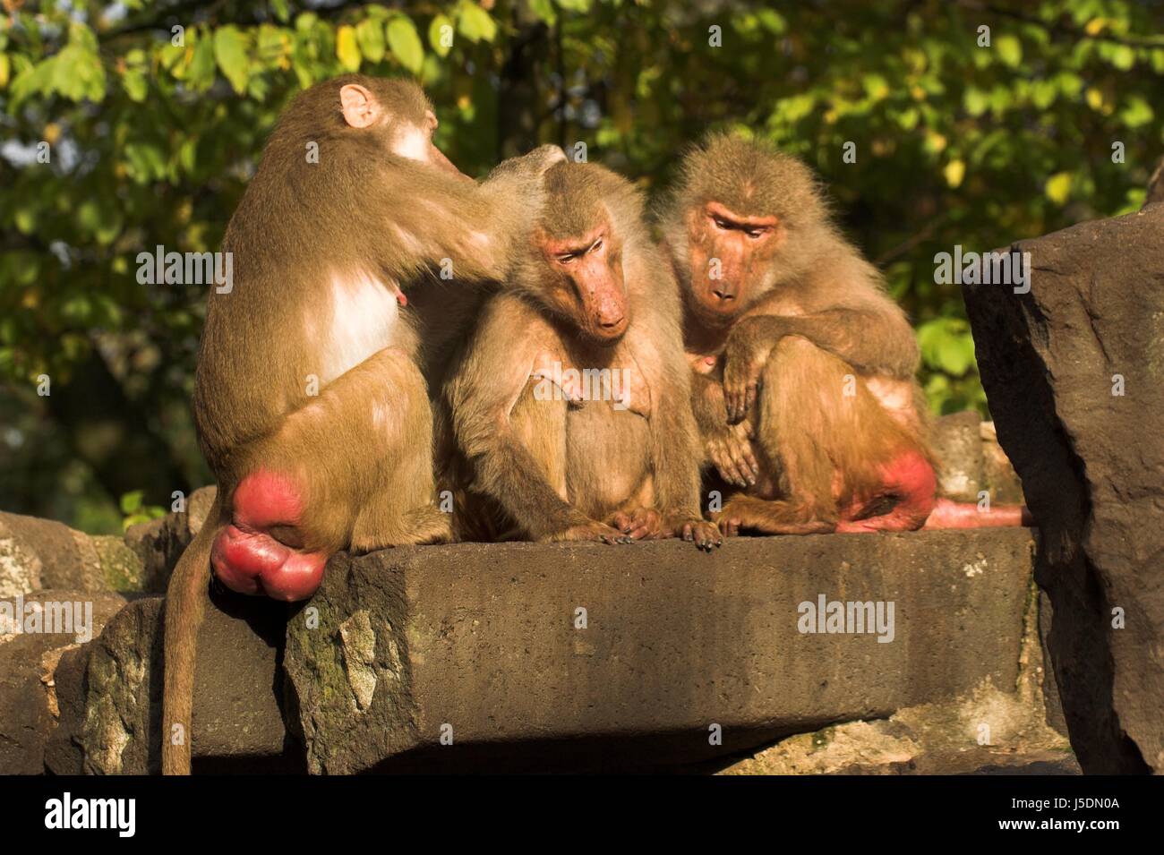 Animal social Banque de photographies et d’images à haute résolution ...