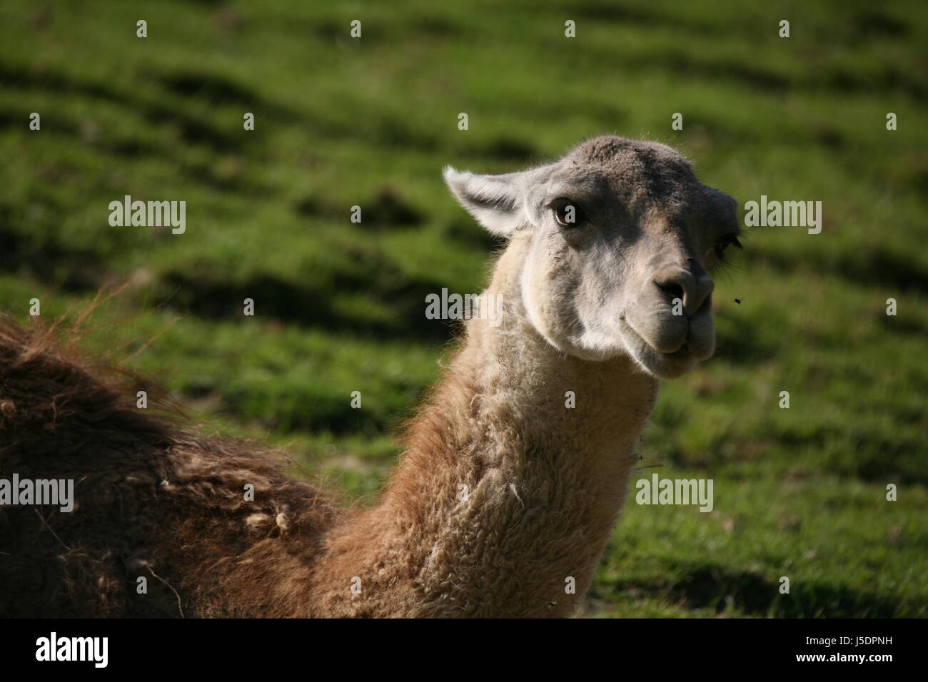 Piel de guanaco Banque de photographies et d’images à haute résolution ...