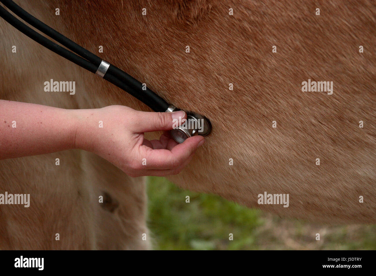 Cheval malade Banque de photographies et d’images à haute résolution ...