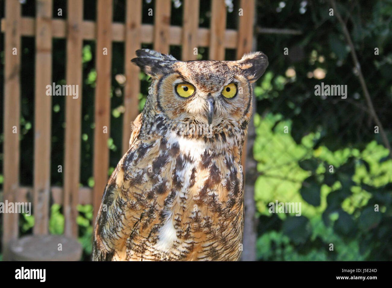 Virginia uhu Banque de photographies et d’images à haute résolution - Alamy