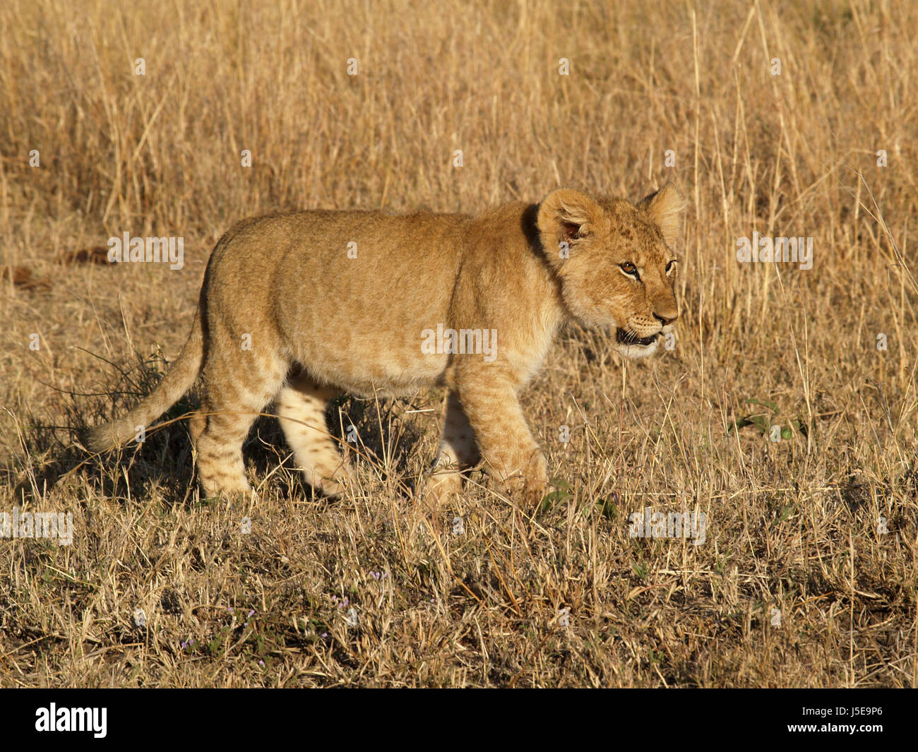 Enfant avec lion Banque de photographies et d’images à haute résolution ...