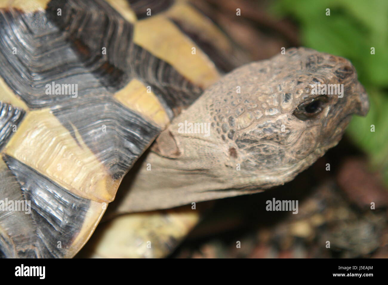 Reptile saurien forêt vierge armor terrarium Reptiles tortue tortue ...