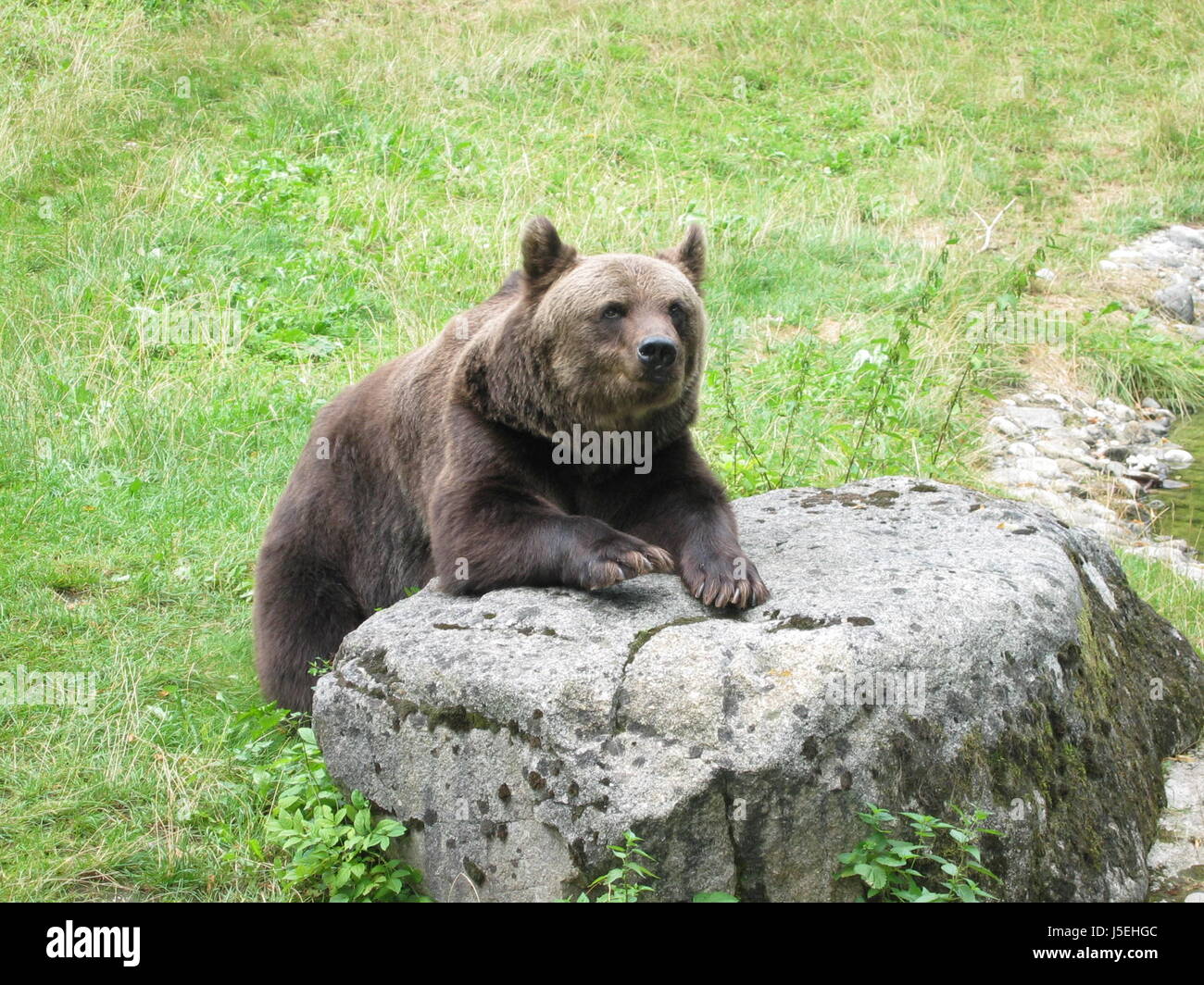 Loup solitaire ours mammifères des animaux mammifères ours jour nature ...