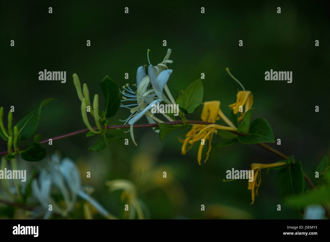 Une seule fleur dans la nature Banque de photographies et d’images à ...