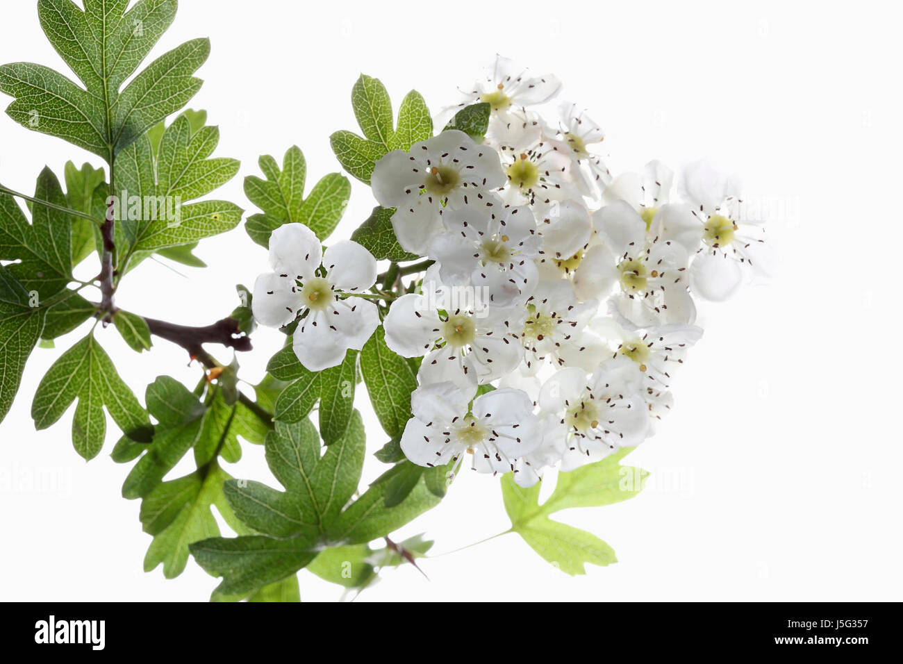 Tige ligneuse Banque de photographies et d’images à haute résolution ...