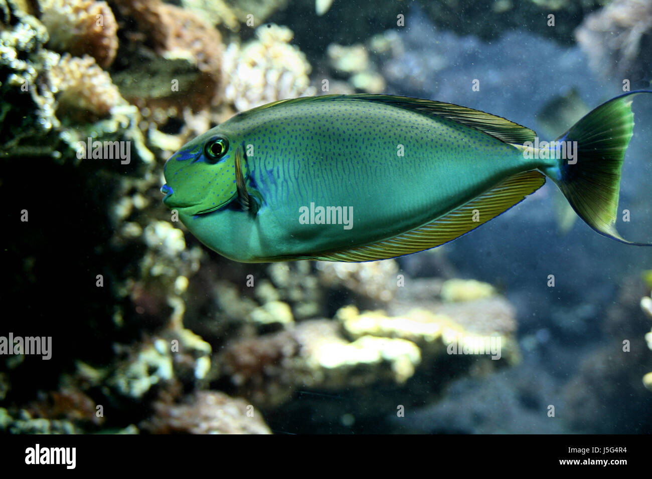 Poissons cornet Banque de photographies et d’images à haute résolution ...