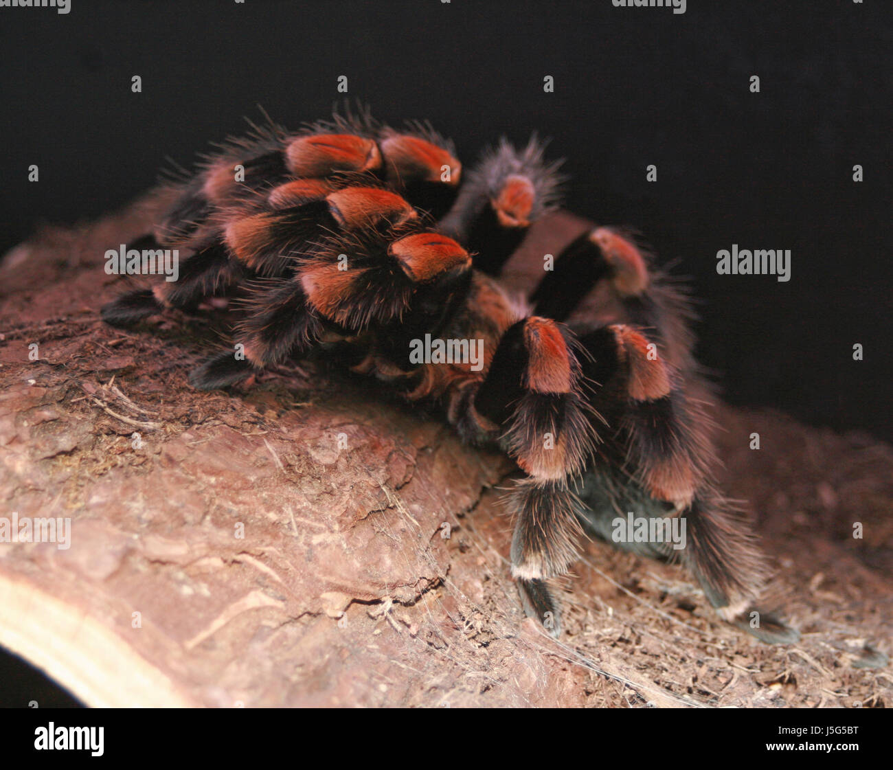 Danger d'insectes animaux animaux de forêt vierge spider peur panique ...