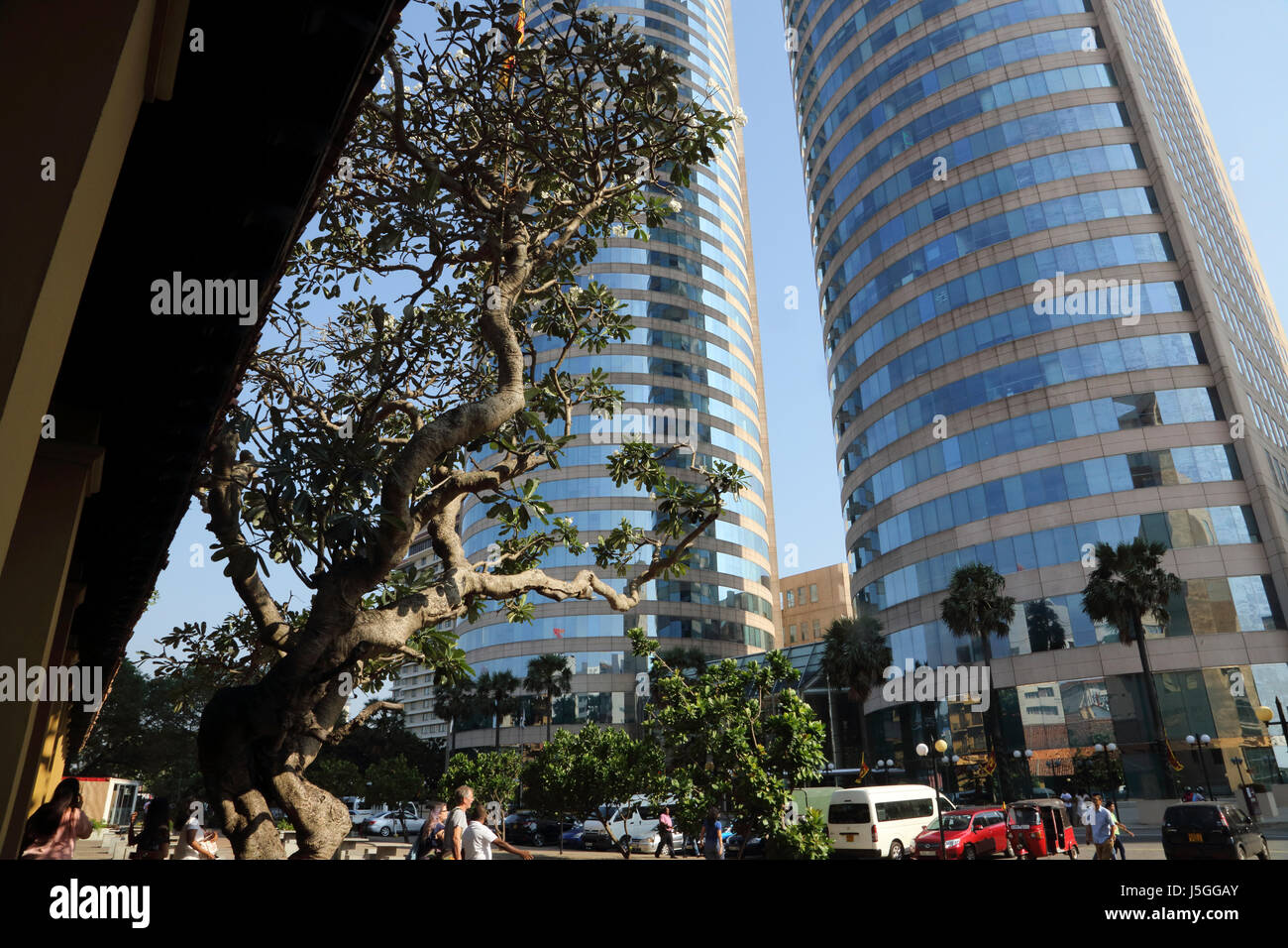 Fort Colombo Sri Lanka Frangipani Tree à l'extérieur de l'hôpital ...