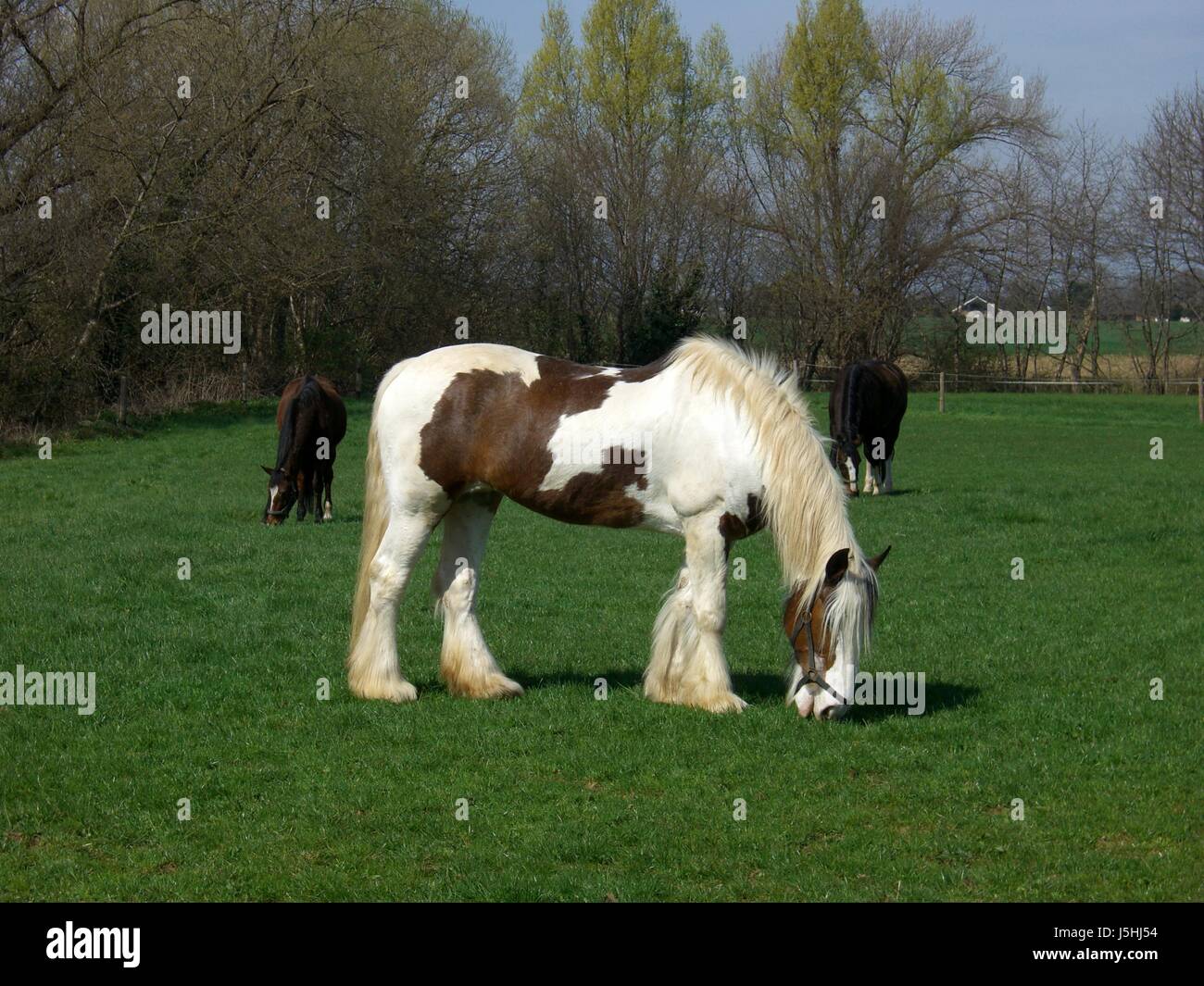 Irish tinker Banque de photographies et d’images à haute résolution - Alamy