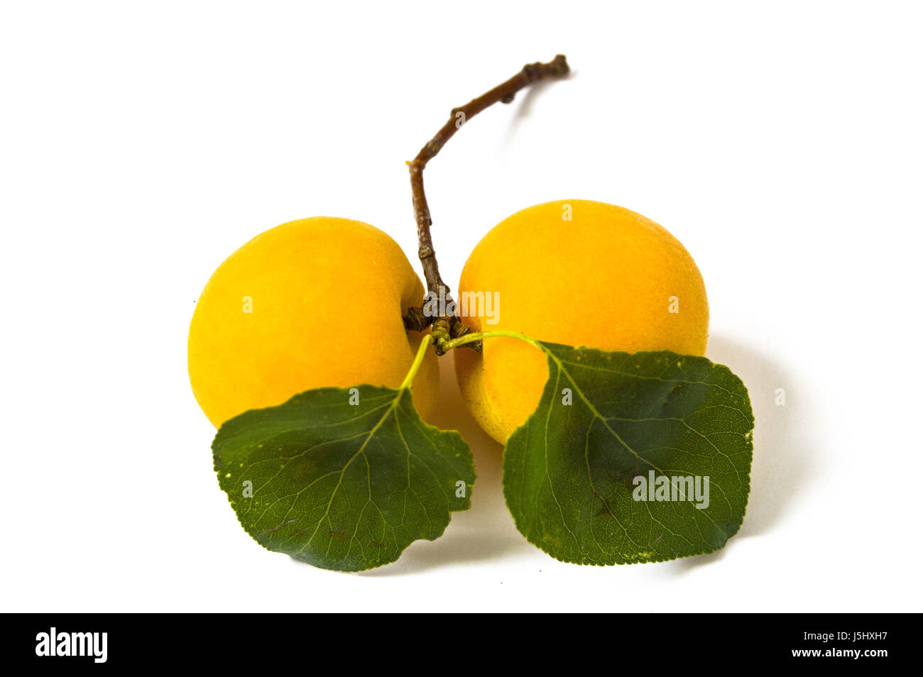 La maturité des abricots en plaque, fond blanc photos d'abricot ...