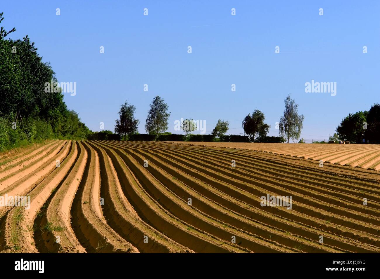 Arbre arbres Agriculture agriculture sens des lignes de champ agraire ...