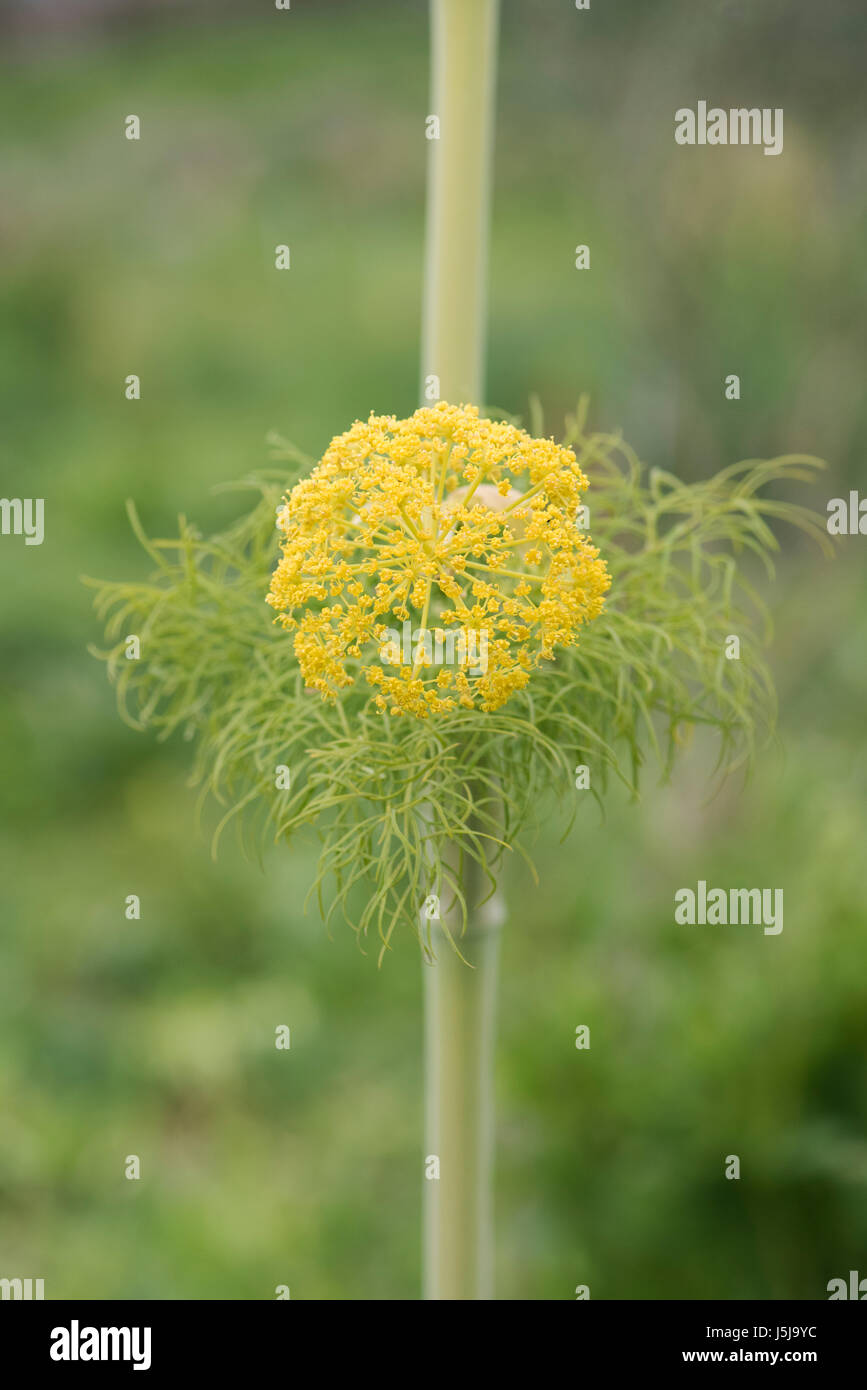 Ferula communis Banque de photographies et d’images à haute résolution ...