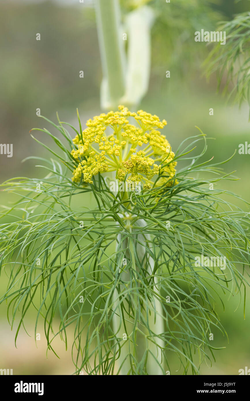Ferula communis Banque de photographies et d’images à haute résolution ...