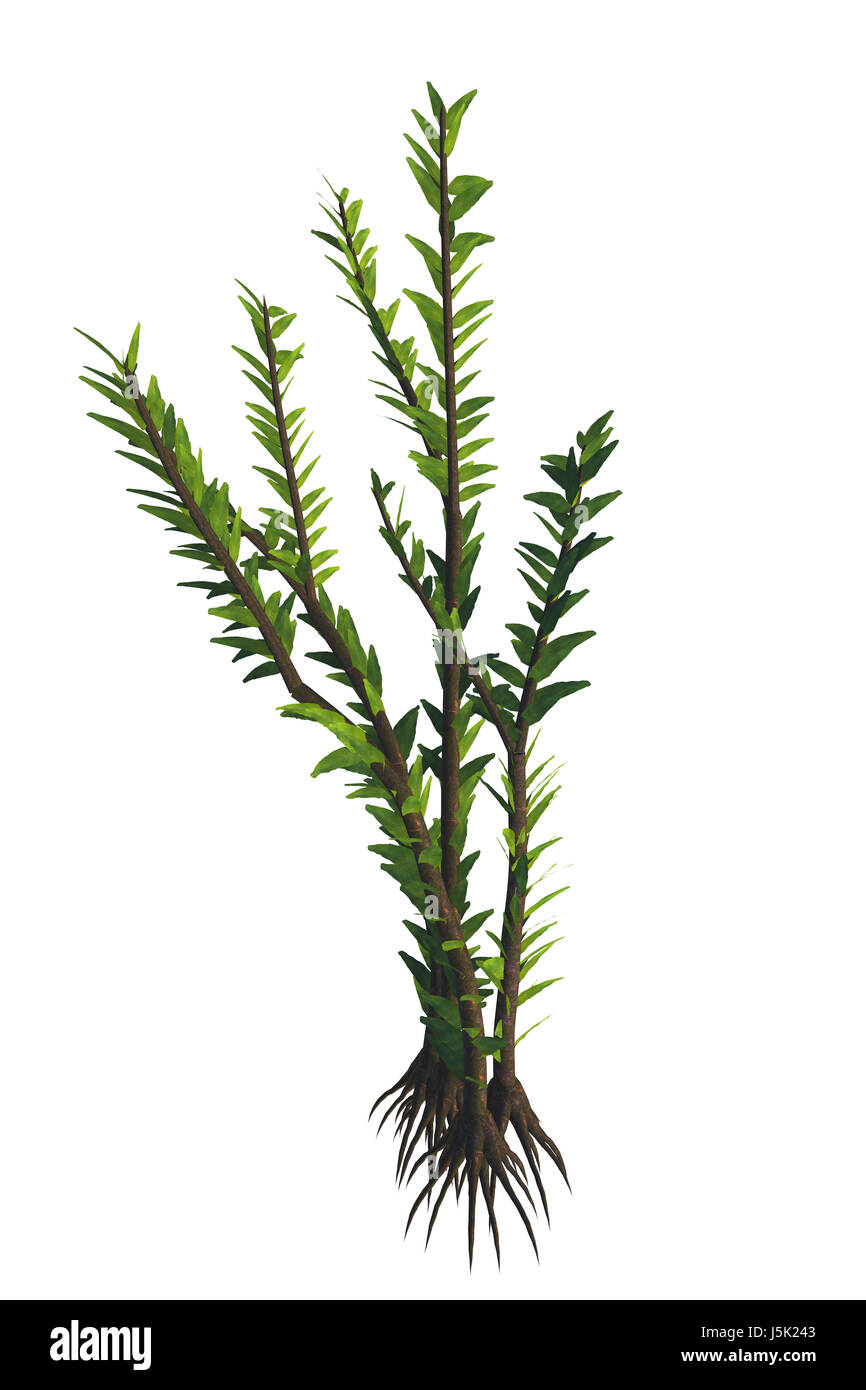 Dicroidium sp plante Banque de photographies et d’images à haute ...