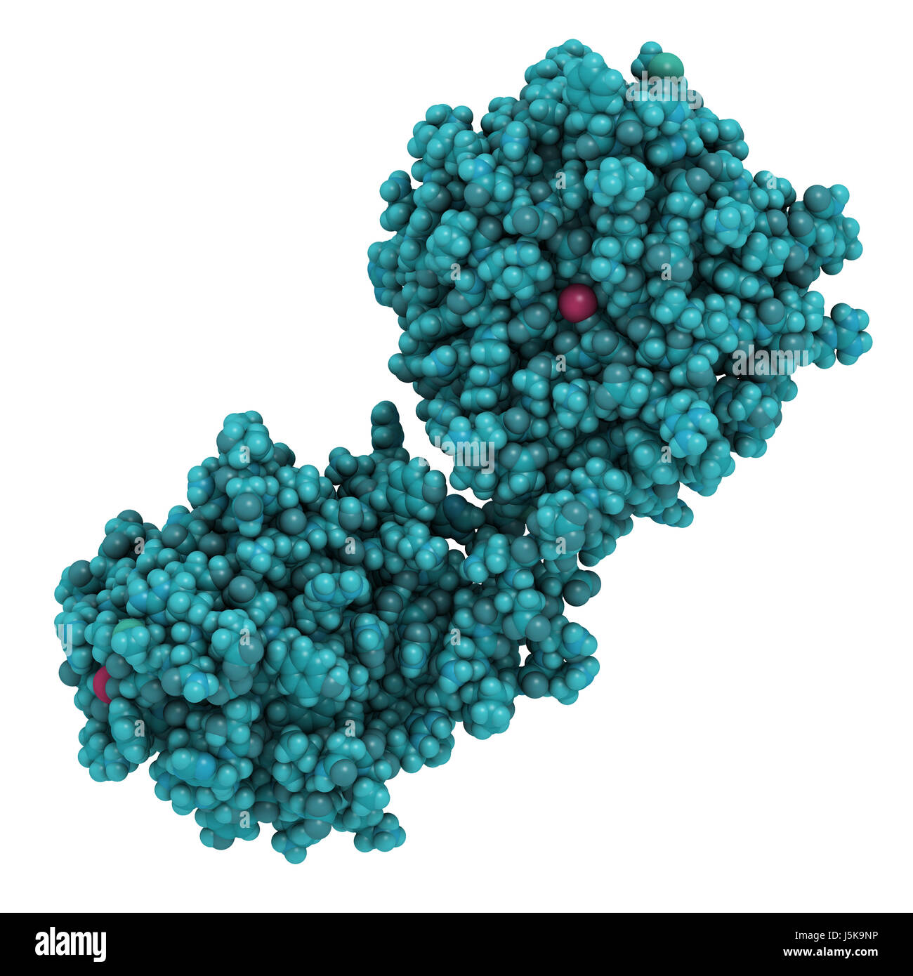 Matrice extracellulaire Banque d'images détourées - Alamy