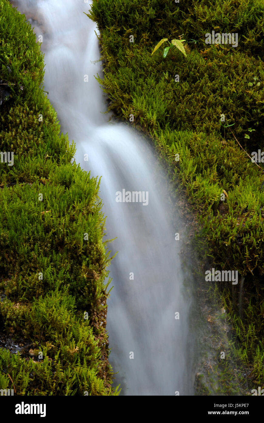 Cascade de Bavière vert mousse humide cool le bruit de l'eau minérale ...