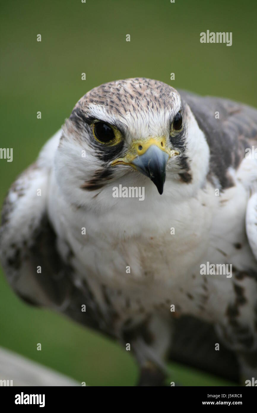 Chasseur d'oiseaux rapaces falcon oiseaux de proie les oiseaux de proie ...