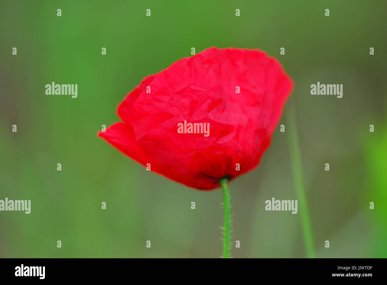 Coquelicot pavot papaver mohnpflanze mohnpflanzen bedecktsamer français ...