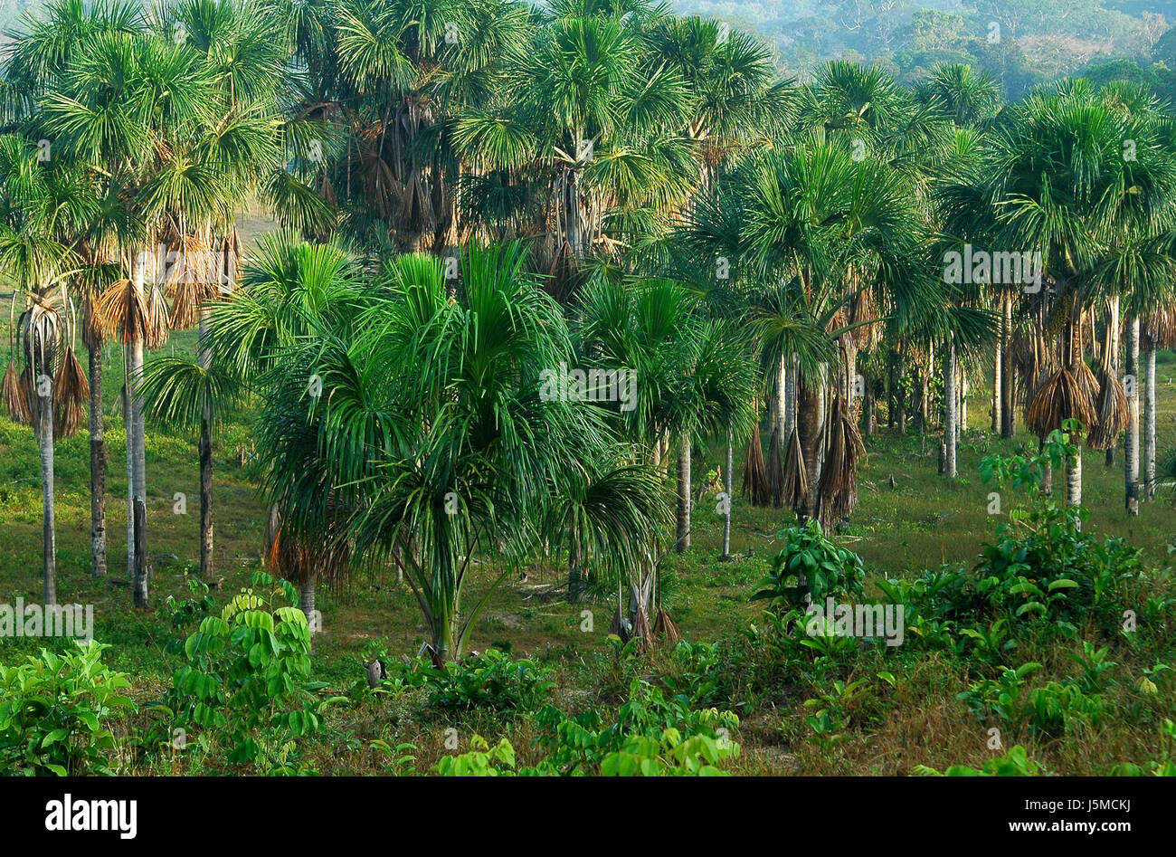 Foret secondaire amazonie Banque de photographies et d’images à haute ...