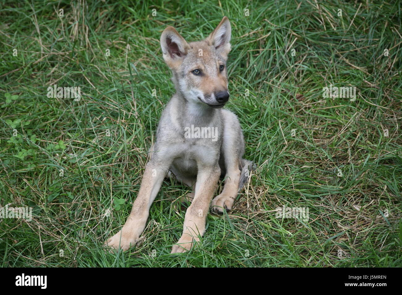 Loup maigre Banque de photographies et d’images à haute résolution - Alamy