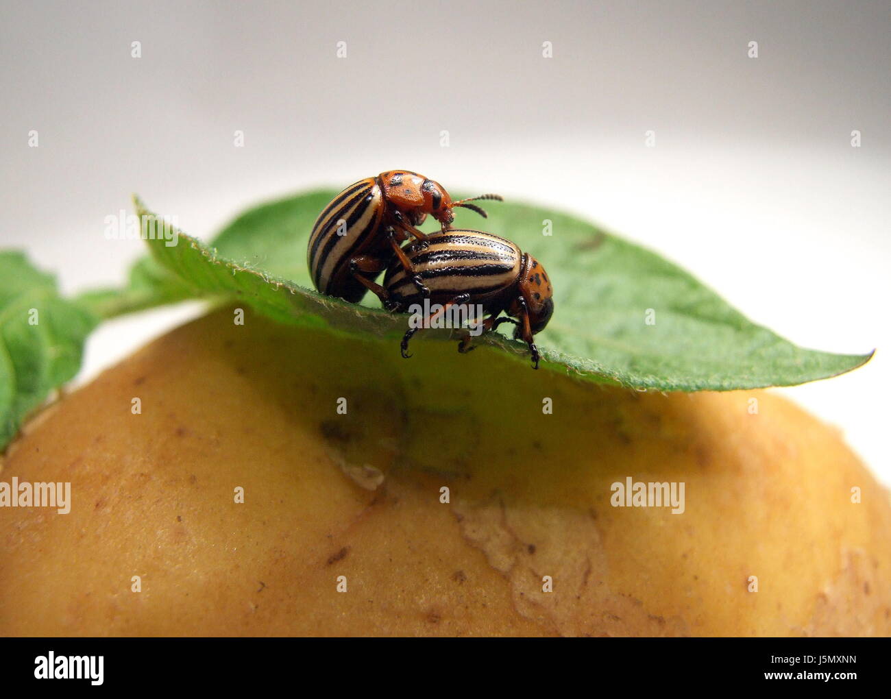 Erdapfel chips Banque de photographies et d’images à haute résolution ...