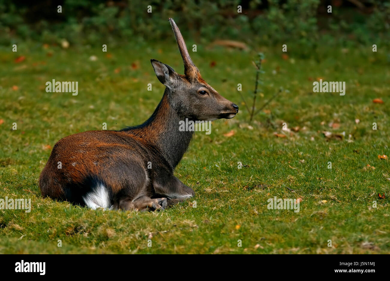 Les animaux du parc des animaux sauvages rares buck feuilles ruminants ...