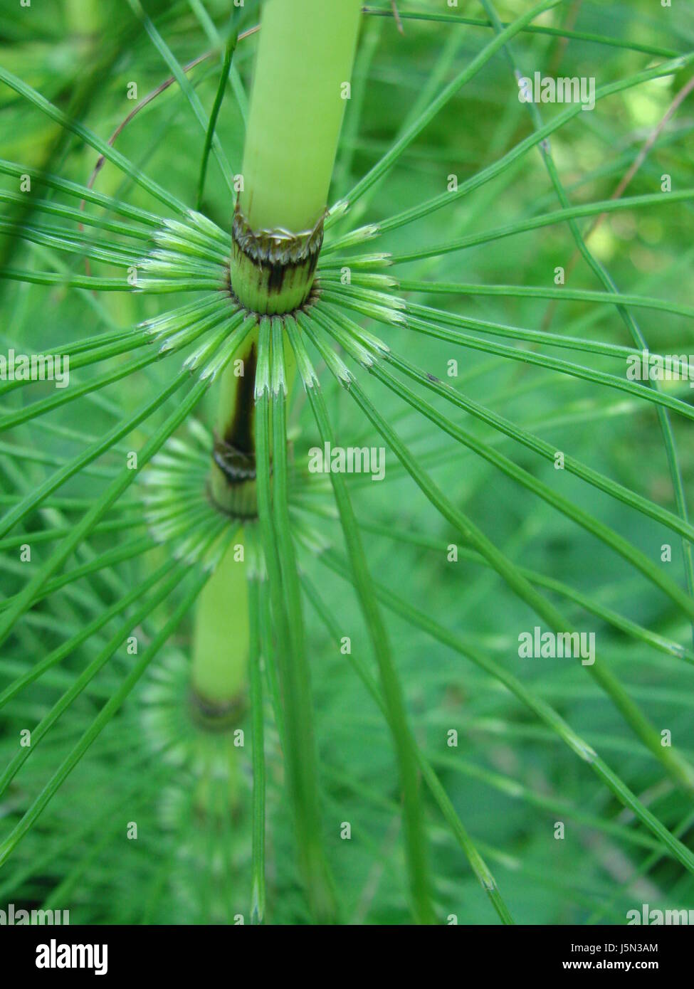 Grande prêle equisetum telmateia Banque de photographies et d’images à ...