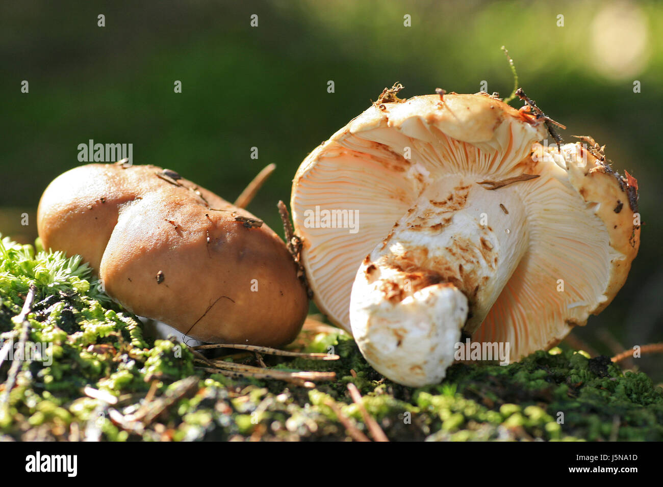 Brun Brun brunette champignons champignon comestible agaric tawniness ...