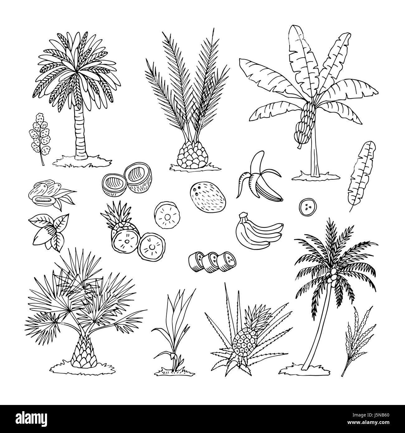 Hand drawn vector illustration de palmiers isolé sur fond blanc ...