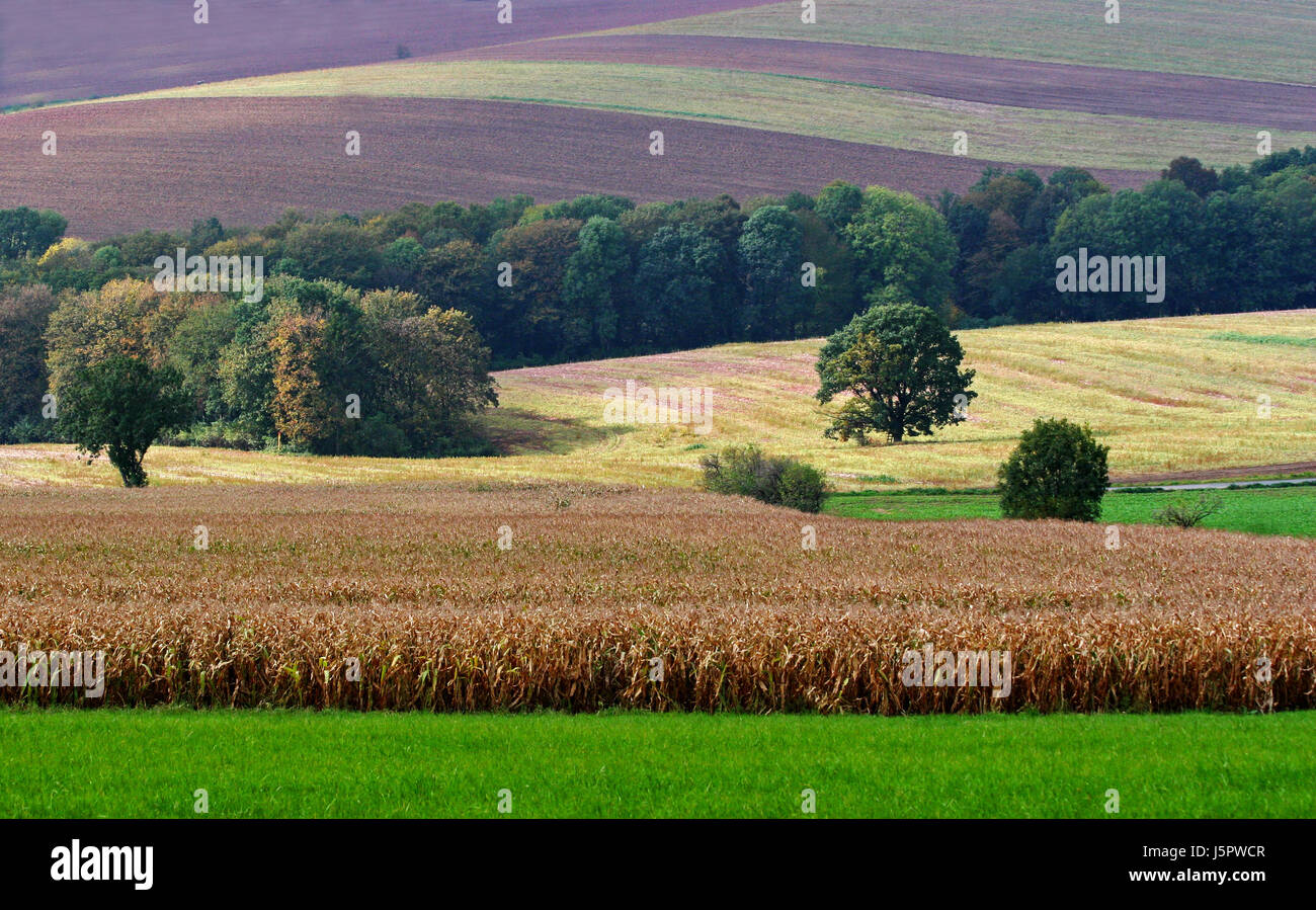 Arbre arbres coloré chatoyant magnifique couleur richement colorés ...