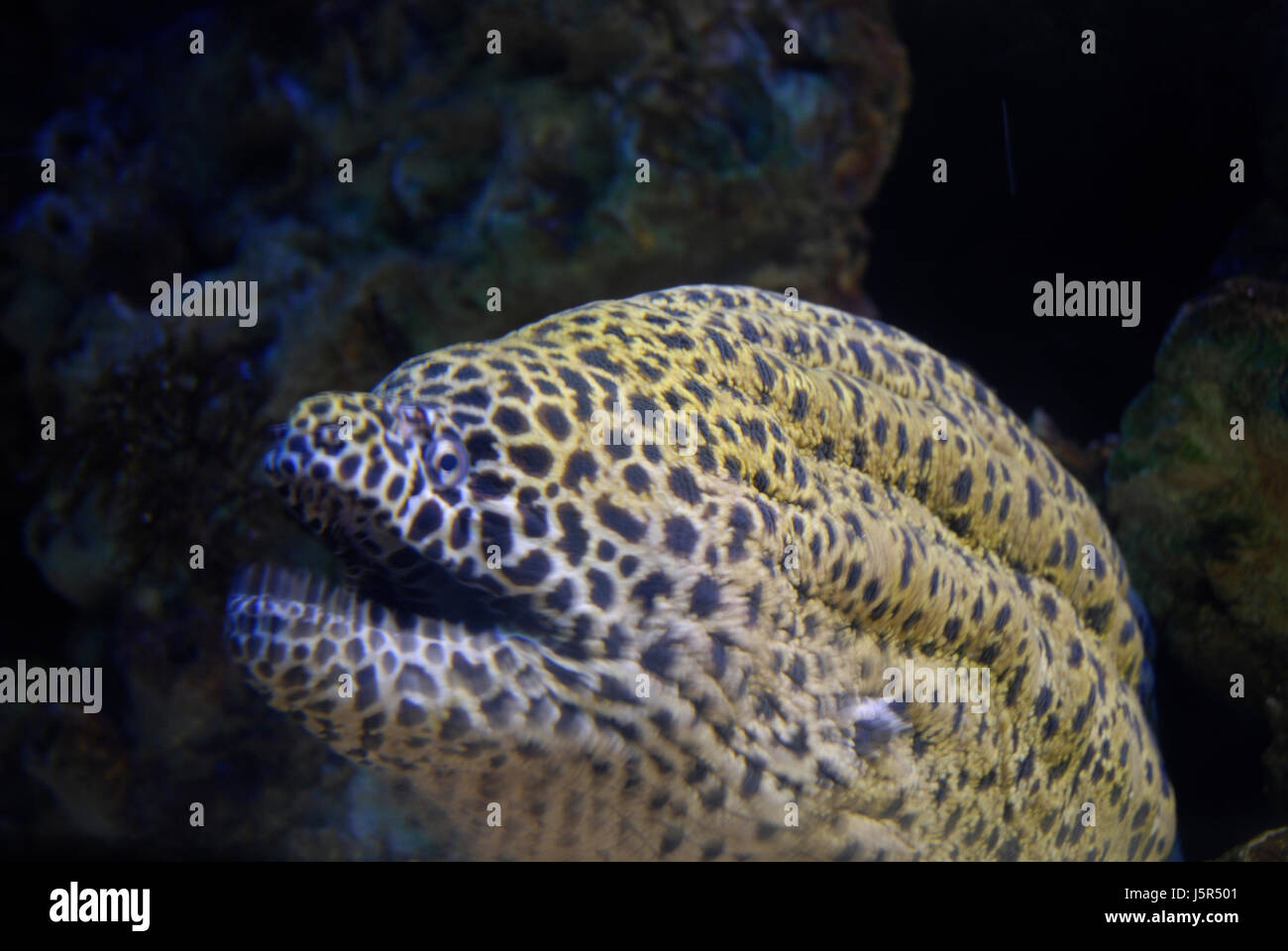 Animaux dents danger orgue fish eye view vue perspective perspectives ...
