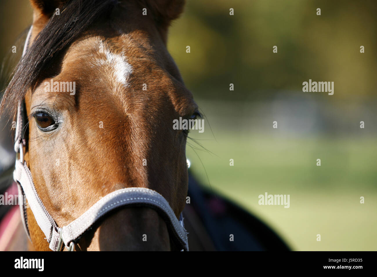 Portrait cheval organe oeil Yeux jetant un coup d'oeil poils voir voir ...