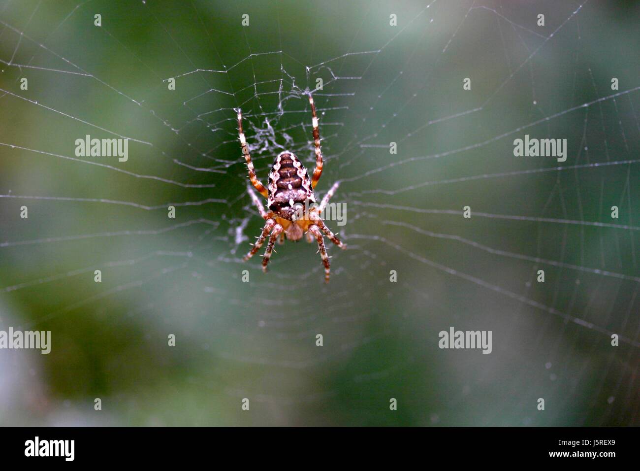 Filet araignée araignée nature capture centre spin web spiders ...