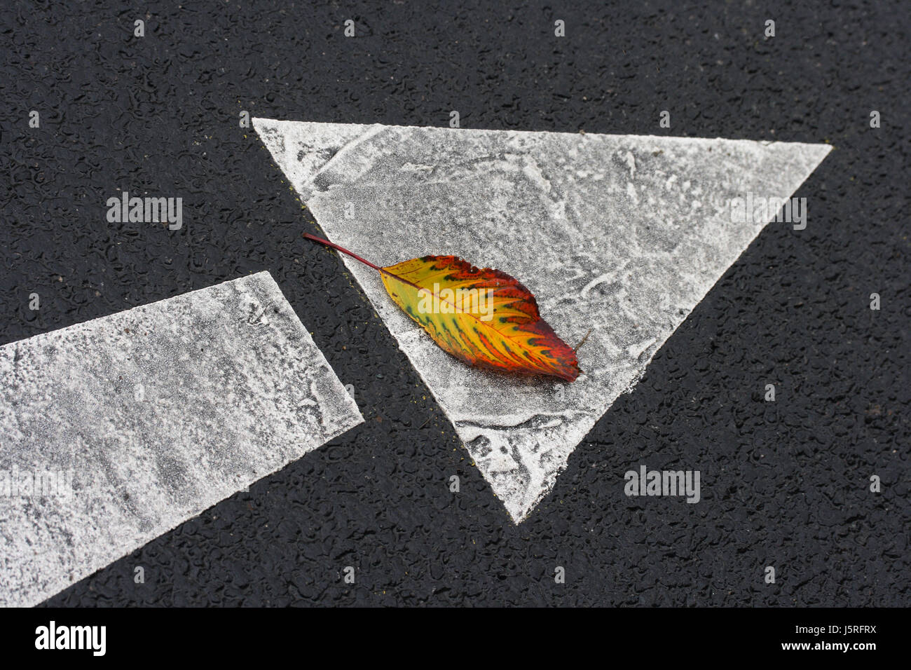 Asphalte feuille direction contraste des pictogramme flèche photo ...