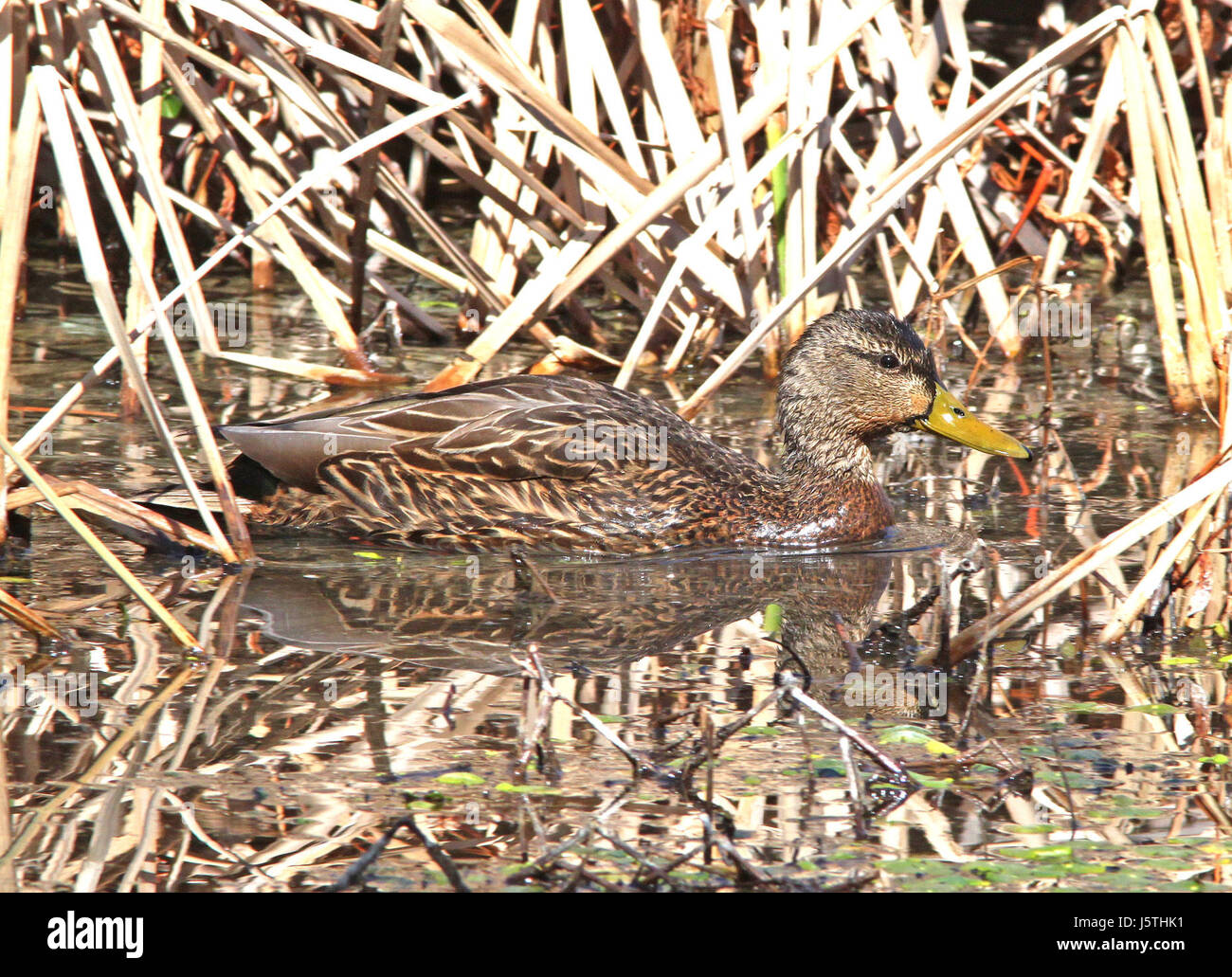 Carte du lac aux canards Banque de photographies et d’images à haute ...