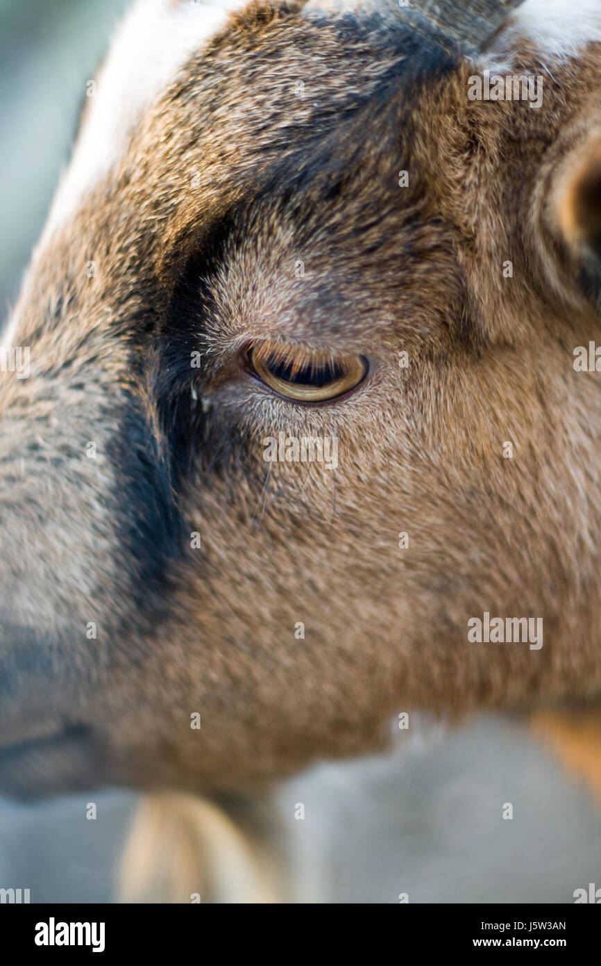 Coupe museau Banque de photographies et d’images à haute résolution - Alamy
