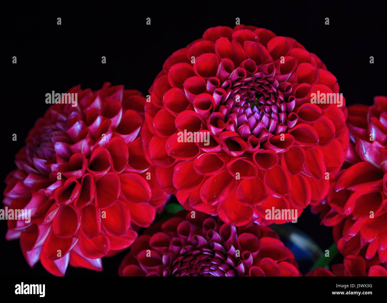 Dahlias simples rouges Banque de photographies et d’images à haute ...