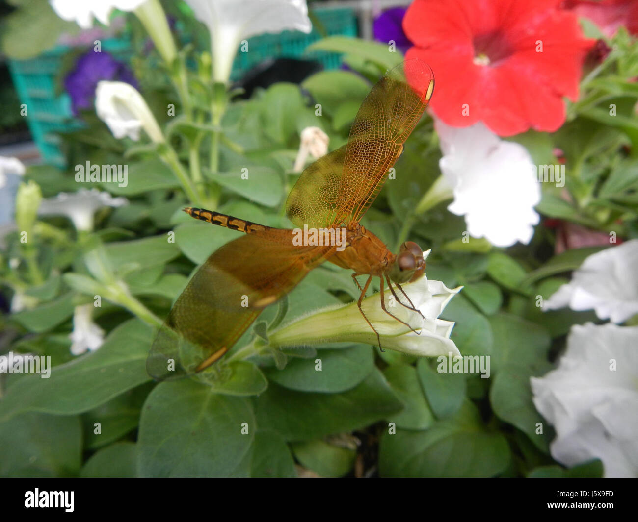 Photographies d'anatomie d'insectes Banque de photographies et d’images ...