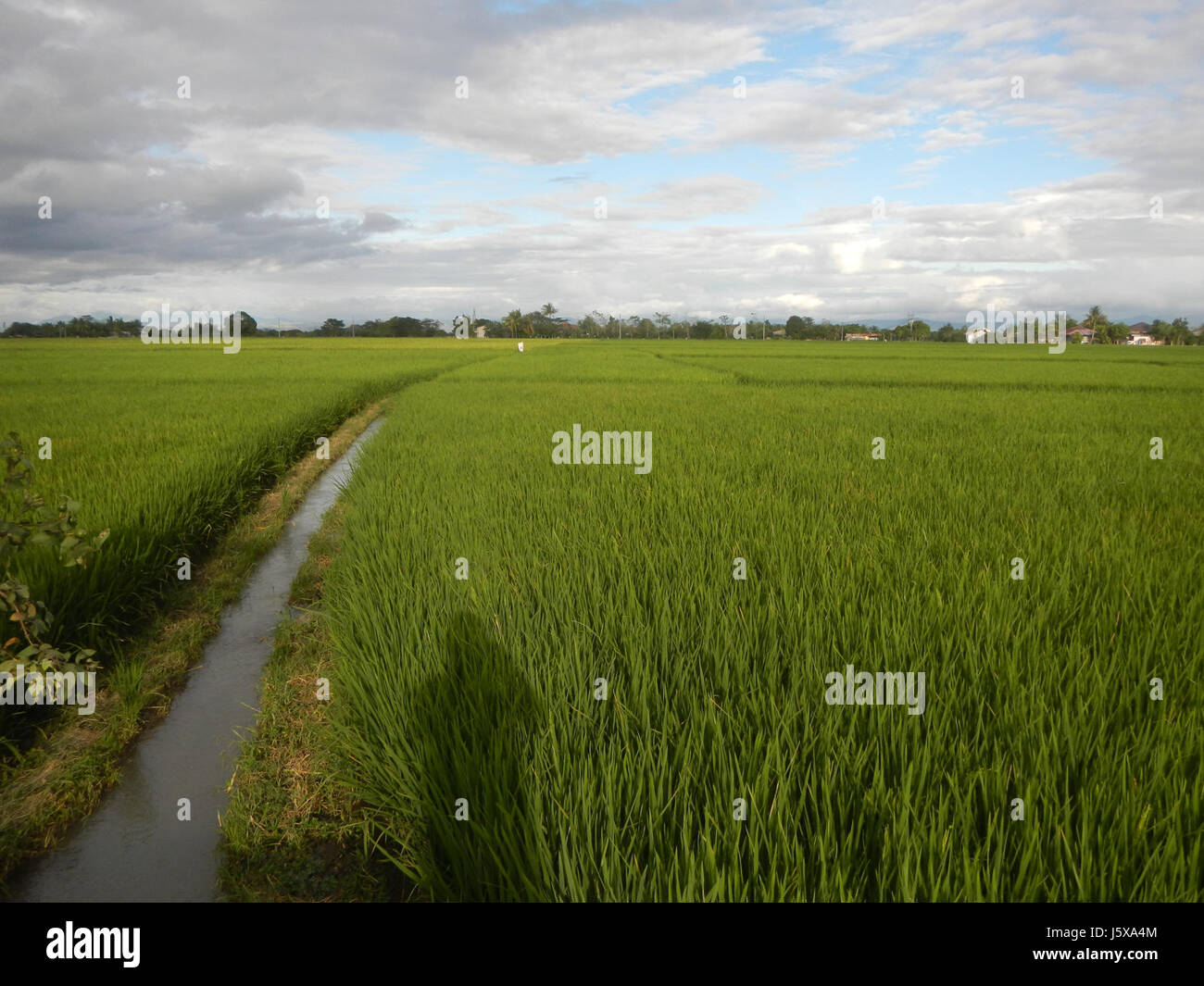 Cette image représente des rizières, des prairies et des arbres ainsi ...
