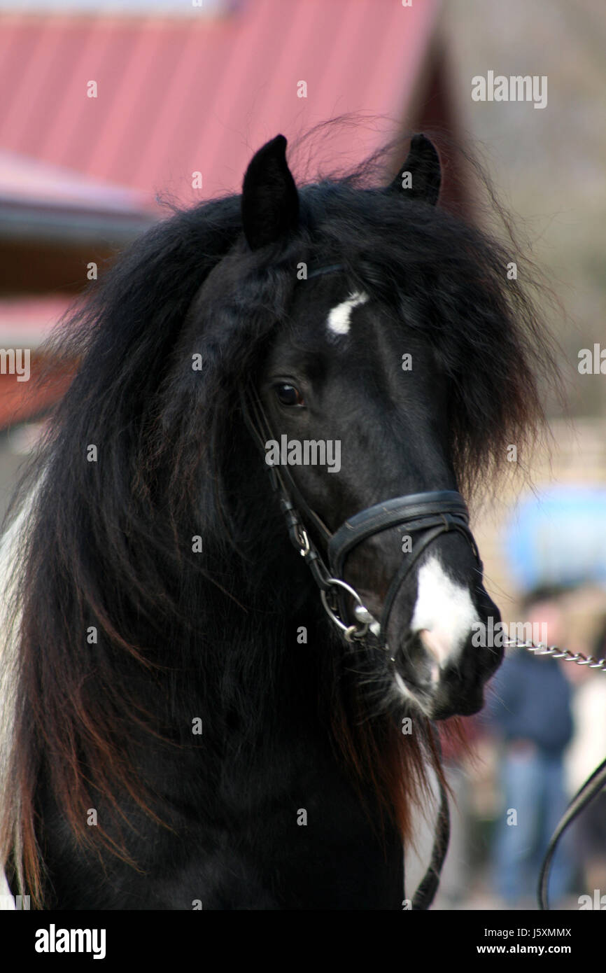 Irish tinker Banque de photographies et d’images à haute résolution - Alamy