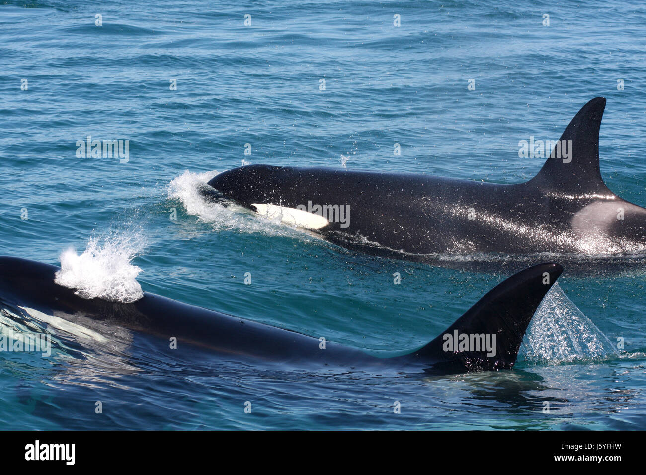 Orca kaikoura new zealand Banque de photographies et d’images à haute ...