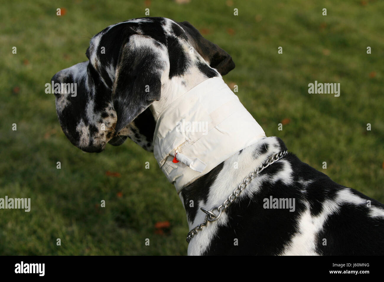 Chiens malades Banque de photographies et d’images à haute résolution ...