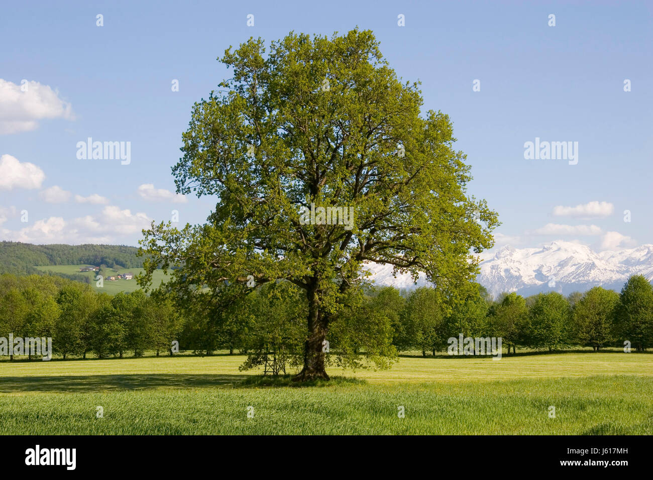 Solitaire oak Banque de photographies et d’images à haute résolution ...