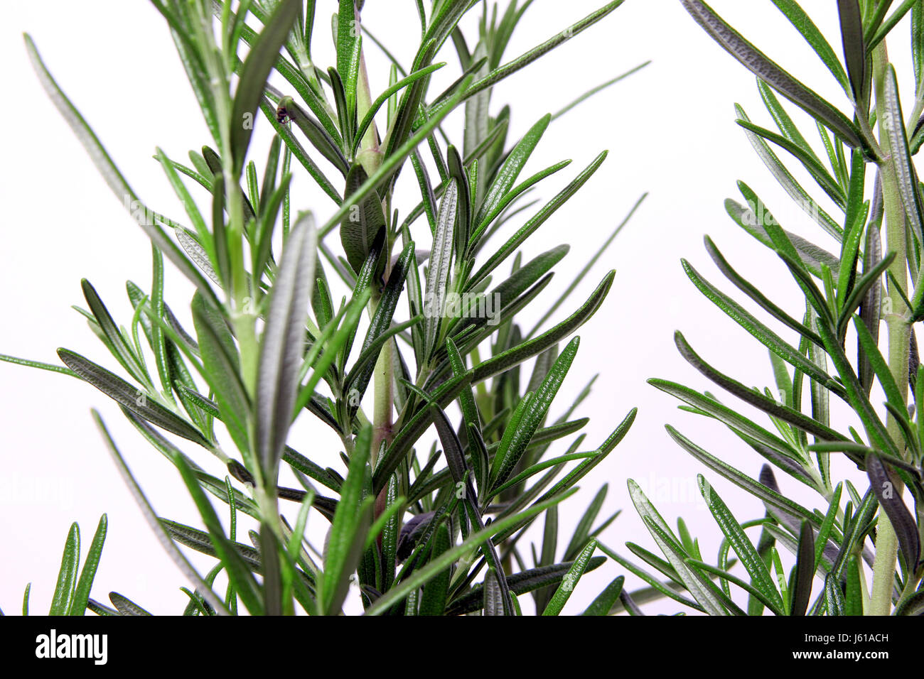 Des plantes à épices herbes culinaires herbes romarin plantes ...