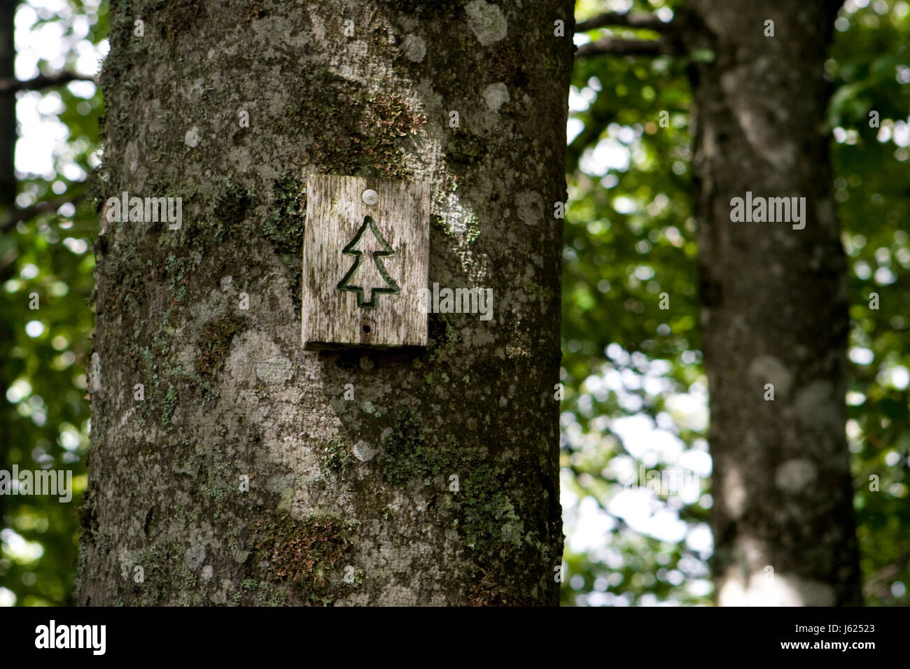 Arbre généalogique signal signe sapin pictogramme Pictogramme symbole ...