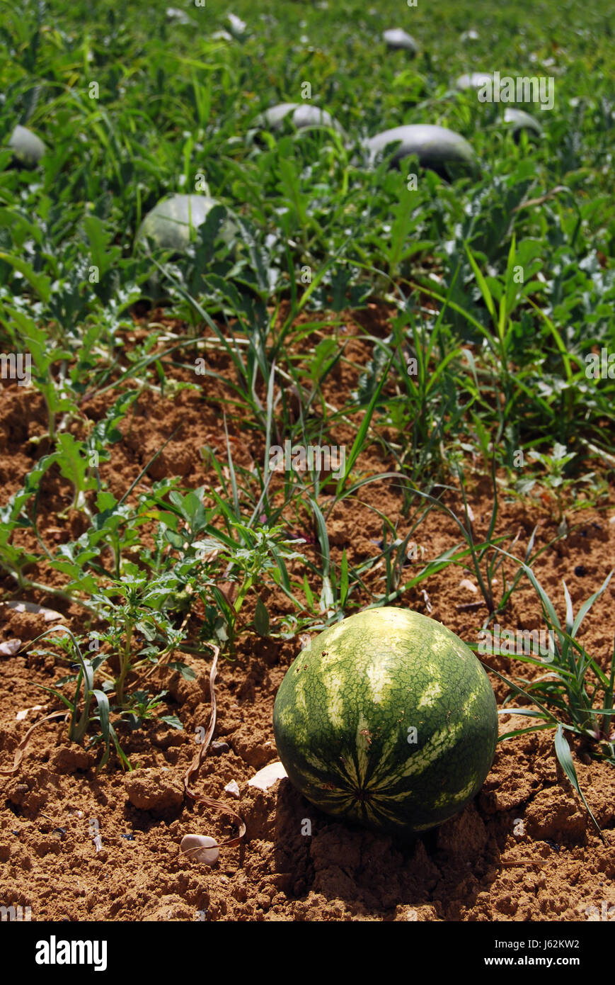 Champ de melon Banque de photographies et d’images à haute résolution ...