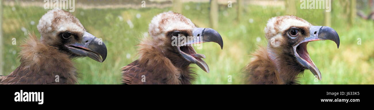 Les oiseaux de proie oiseaux oiseau bec rapace charognard vautour ...
